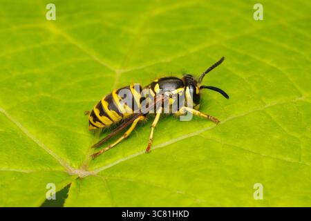 Downy Yellowjacket (Vespula flavopilosa) Insecta Stock Photo - Alamy