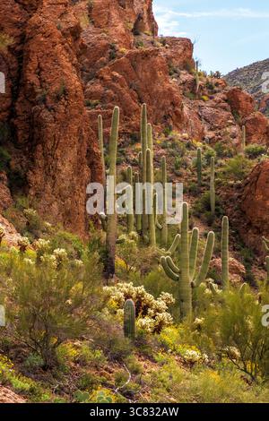 Wildflowers bloom in Spring at Gates Pass, Tucson Mountain Park ...