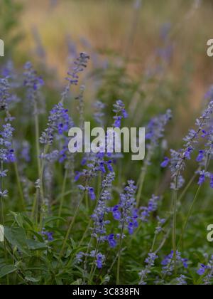 Mealy Blue Sage (Salvia farinacea) Plantae Stock Photo - Alamy