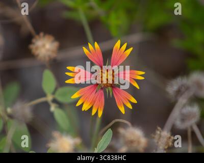 Blanket flower (Gaillardia pulchella). This flower is native to the ...
