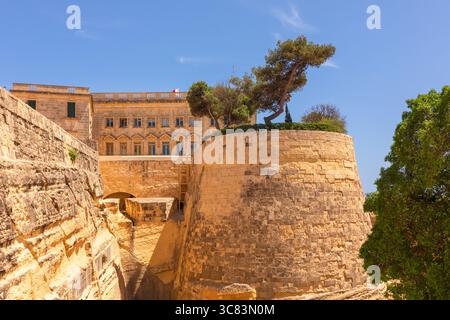 crown of trees under blue sky in the forest Stock Photo - Alamy