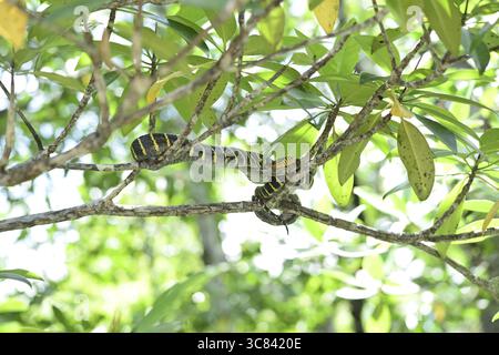 Philippine gold ringed snake (Boiga dendrophila latifasciata Stock ...