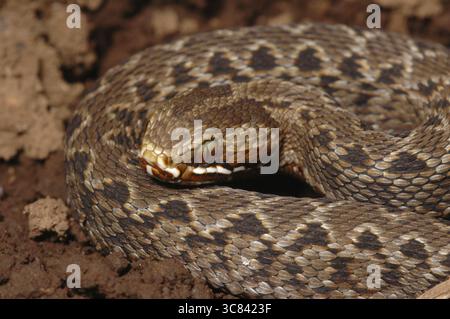 Kenya mountain viper (Montatheris hindii Stock Photo - Alamy