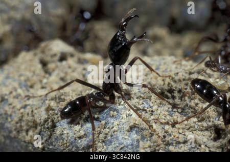 African driver / Siafu / Safari ant close up portrait of soldier with ...