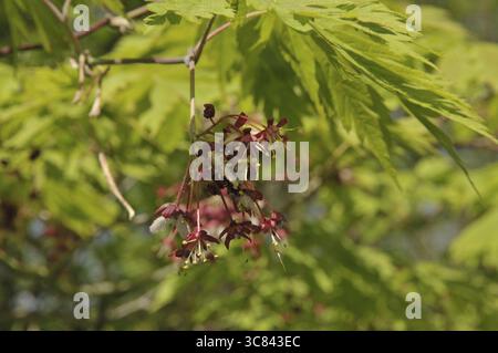 Vine Maple tree (Acer circinatum) in fall, North Cascades, October ...