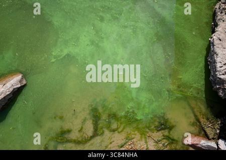 Description: Surface of stagnant water completely covered with green ...