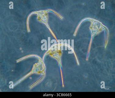 Marine dinoflagellates from genus Tripos (syn: Ceratium), probably T ...