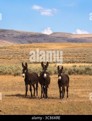Wild burros in the Nevada desert, Red Rock Canyon Conservation Area ...