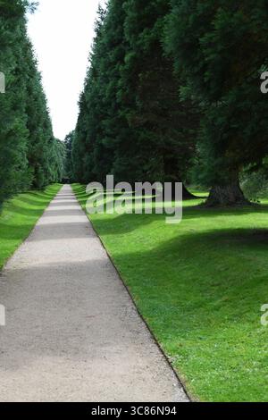 Avenue of conifers Stock Photo - Alamy