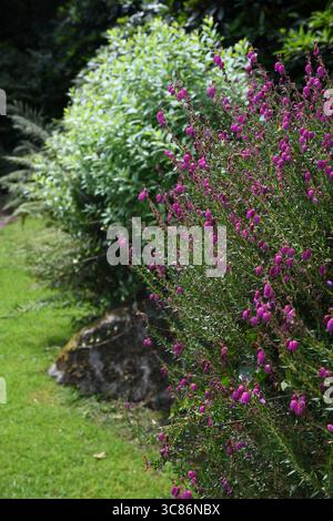 Erica carnea 'Myretoun Ruby' Stock Photo - Alamy