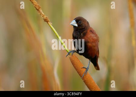 BLACK-HEADED or CHESTNUT MUNIA Lonchura malacca jagori Stock Photo - Alamy
