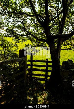 Large green leaves at the wooden path, top view. Natural background ...