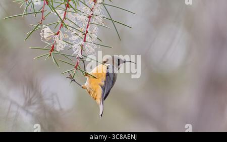 Male Eastern spinebill (Acanthorhynchus tenuirostris) bird feeding on ...