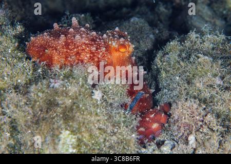 Atlantic white - spotted octopus Stock Photo - Alamy