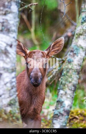 Two moose calf Stock Photo - Alamy