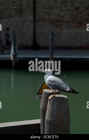 seagull on post, photo as background Stock Photo - Alamy
