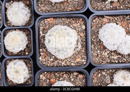 Top view of many small Mammillaria cactus plants Stock Photo - Alamy