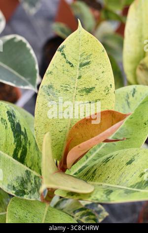 Ficus elastica houseplant green leaves against white wall, copy space ...