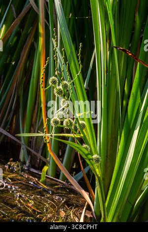 Branched hedgehog (Sparganium erectum) - flowering plant in the garden ...