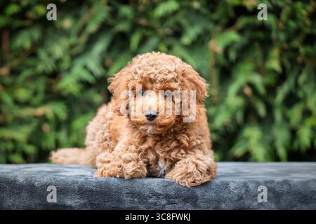 A cute tan apricot miniature poodle puppy looking like a teddy bear on ...