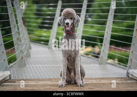 Standard grey Poodle sitting on a bridge in a garden in Windsor Stock ...