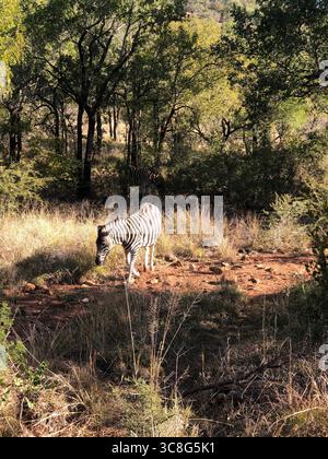 Portrait of a Zebra in Pilanesberg Game Reserve, South Africa Stock ...