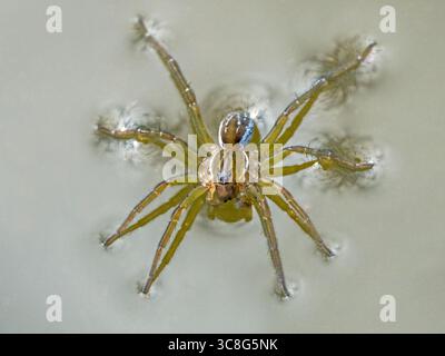pirate spider on the water surface Stock Photo - Alamy