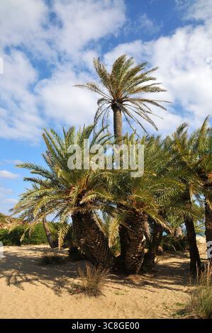 Palm beach of Vai with Cretan (Phoenix theophrasti) Date Palms, Crete ...
