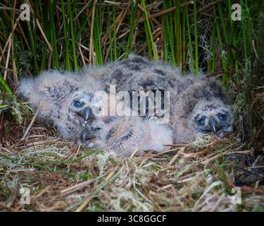 Four Short-eared Owl (Asio flammeus) roosting in Marram Grass ...