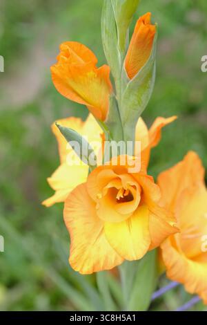 Flowering Summer garden border featuring the peach and purple tones of ...