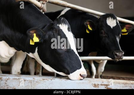 Cute cows near fence inside cowshed in dairy farm Stock Photo - Alamy