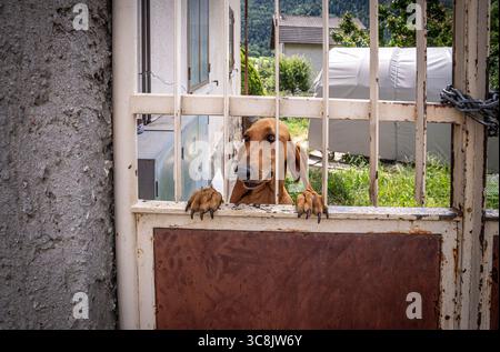 dog behind gate Stock Photo - Alamy
