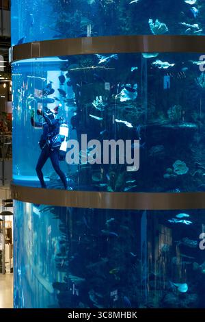 A diver swims among vibrant fish in the giant aquarium at Aviapark mall ...