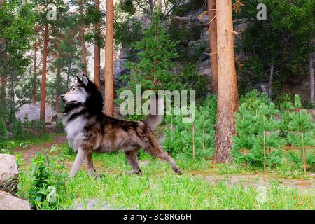 Prehistoric dire wolf (Aenocyon dirus). The dire wolf lived in the ...