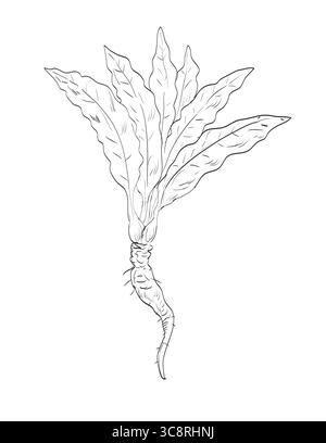 Vector illustration hand-drawn horseradish Stock Vector Image & Art - Alamy