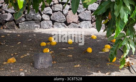 Fallen ripe mango on the ground Stock Photo - Alamy