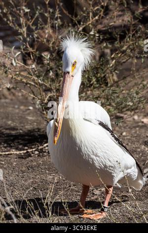 White Pelican (Pelecanus erythrorhynchos). March in Ding Darling ...