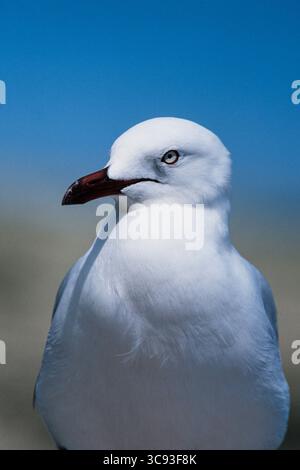 silver gull (Chroicocephalus novaehollandiae), the most common gull of ...