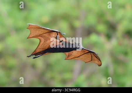 Fruit Bat (Pteropus vampyrus) in flight over Coron, Palawan ...