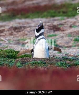 Magellanic Penguin on New Island Falklands Stock Photo - Alamy