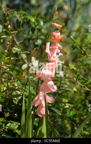 Pink gladiolus, garden with sword lily Stock Photo - Alamy