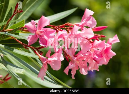 Pink oleander flowers blooming on green foliage with soft natural bokeh ...