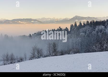 Freshly snow-covered forest, behind the Alps, Horben, Freiamt, Canton ...
