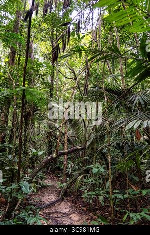 The Musa botanical garden. Manaus, Brazil. Natural beauty, Floresta ...