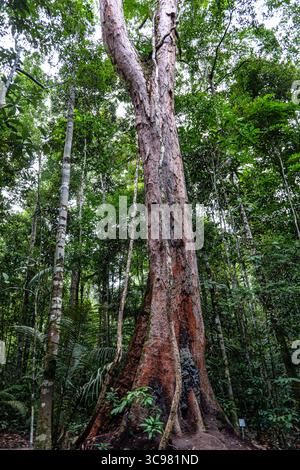 The Musa botanical garden. Manaus, Brazil. Natural beauty, Floresta ...