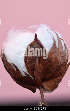 Cotton plant, Gossypium, Malvaceae family Stock Photo - Alamy
