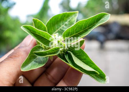 Ashwagandha Medicinal Herb in a mortar and pestle with Fresh Green ...