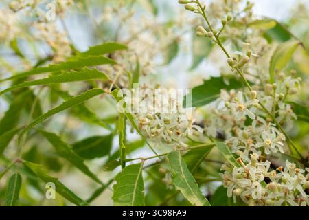 Leaves and flowers of the neem (Azadirachta indica), Palawan Island ...