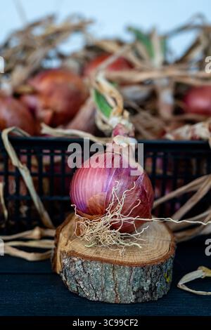 Freshly harvested onions in a basket Stock Photo - Alamy