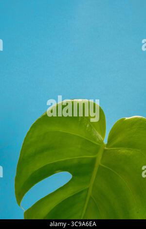 A large green real leaf of room monstera creeper. Tropical palm Stock ...